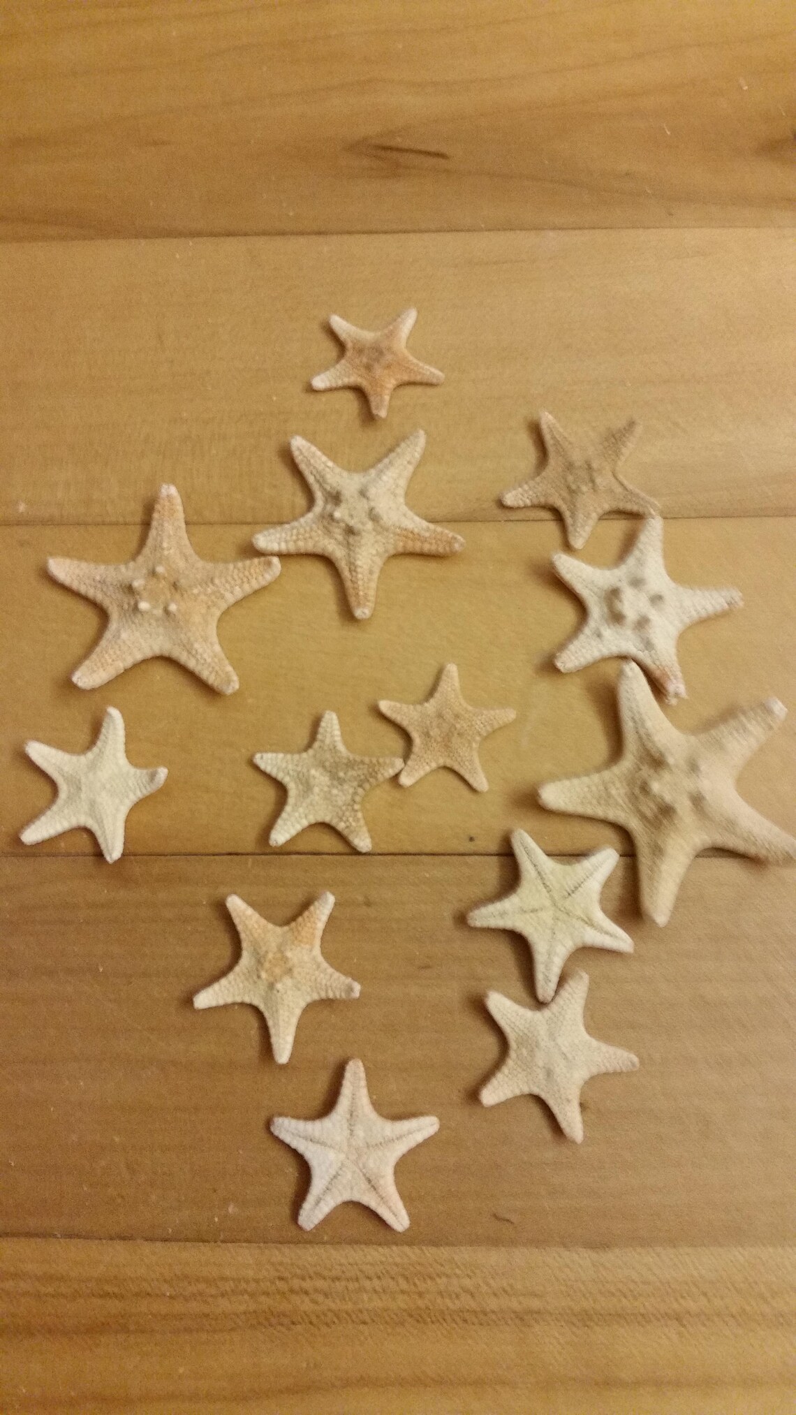 1 to 50 Pcs Tiny Mini Small Starfish Tan Sugar Knobby Starfish 1 to 2 1 ...