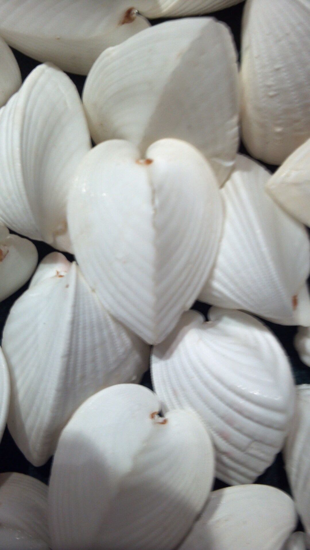 1 to 100 White Heart Love Shells Cardium Shells Clam Wholesale Beach ...