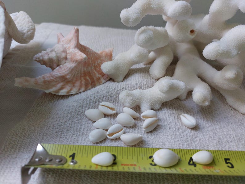 3 Upto 100 Tiny Small Cowrie Shells White Cowries Cypraea Annulus Open ...