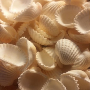 5 to 500 White Cup Shells Mini Small Ark Shells Scapha White off White ...