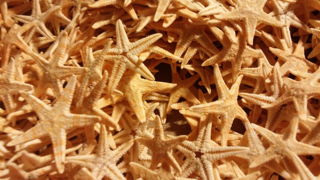 2 to 100 Pieces 2nd Quality Tine Tiny Mini SMALL Sea Star Starfish 1/2 ...