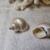 25 to 500 Limpet Shells Seashells Aqua Blue Teal Green Limpet Small ...
