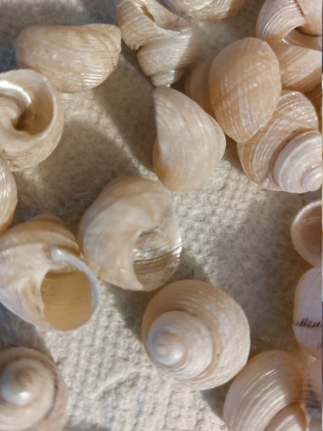 1 to 200 Pearl Gold Turbo Shells Snail Iridescent Pearl Turbo Seashell ...