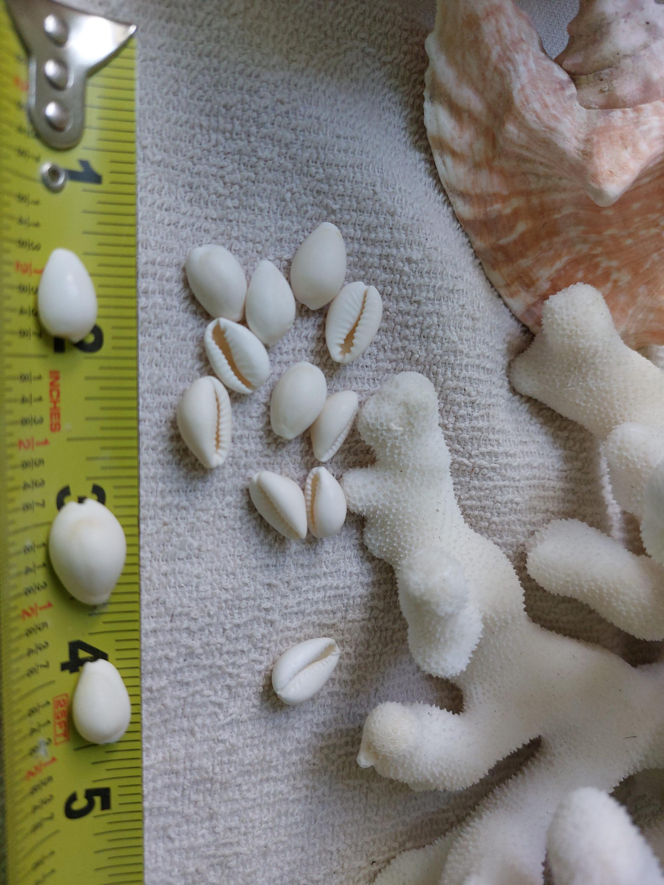 3 Upto 100 Tiny Small Cowrie Shells White Cowries Cypraea Annulus Open ...