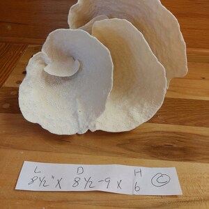 Real Reef CUP Coral Exotic Coral Natural Approx 6 to 9 - Etsy