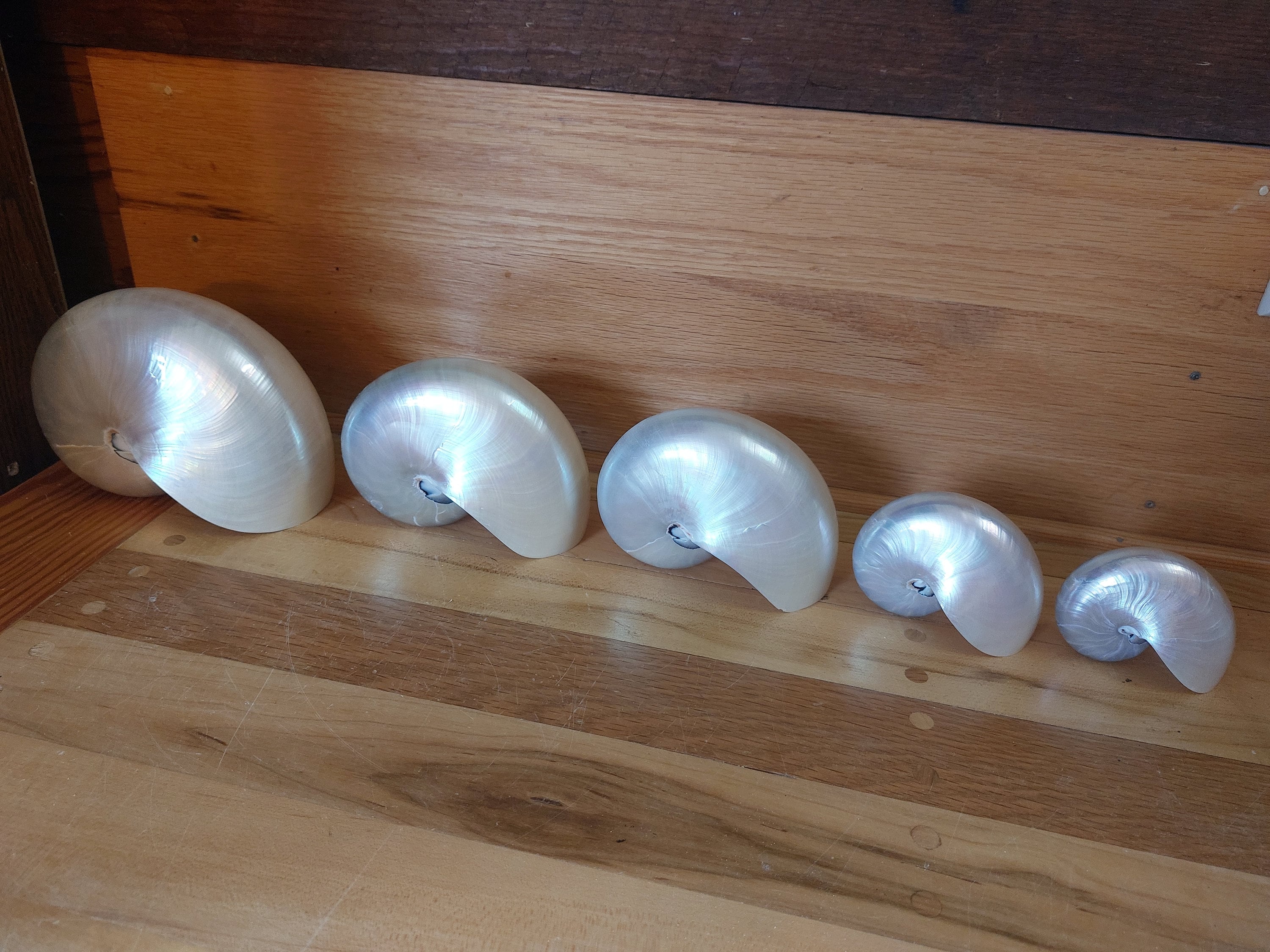 Extra Large Large Pearl Nautilus Shell Irredescent Chambered Shell ...