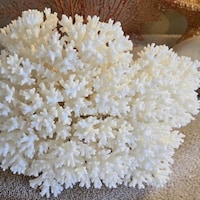 Real Coral, Beautiful Natural Coral, Marine Coral, Aquarium, Decorative ...