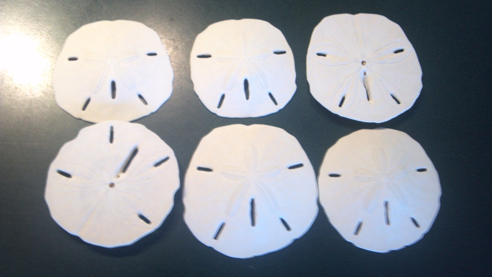 1 to 8 Pcs Real Sand Dollars Sanddollars 2 1/2 to 4" Sand Dollars off ...