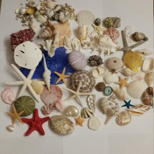 Shell Collection Shells Sea Life Starfish 50 to 200 Pieces Urchins ...