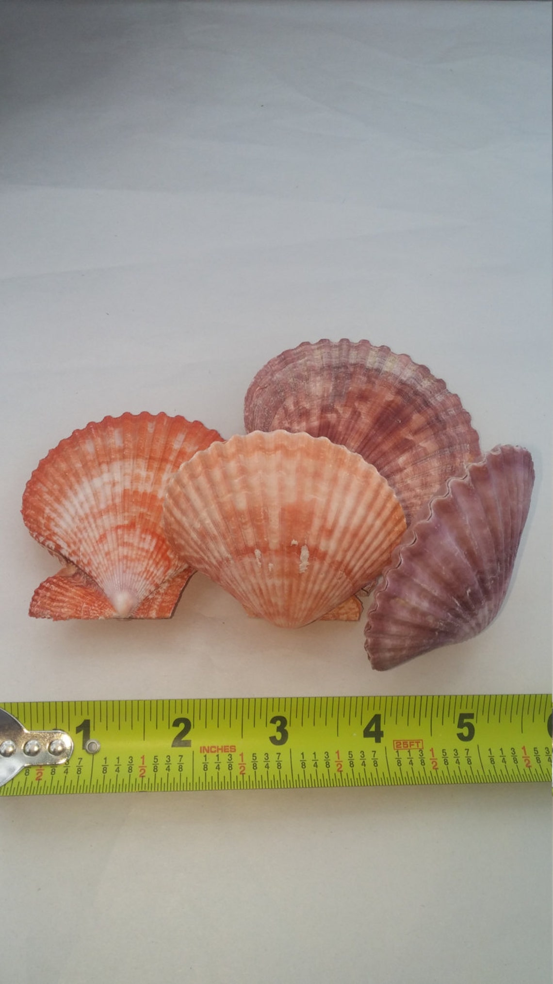 1 to 5 pairs Pecten Nobilis Scallop Seashell Pairs Noble | Etsy