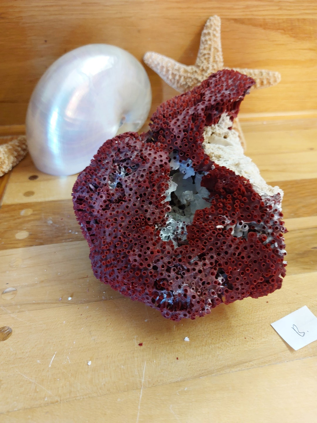 Real Coral Reef Red Pipe Organ Coral Natural 3 to 5 or 4 1/2 to 6 or 5 ...