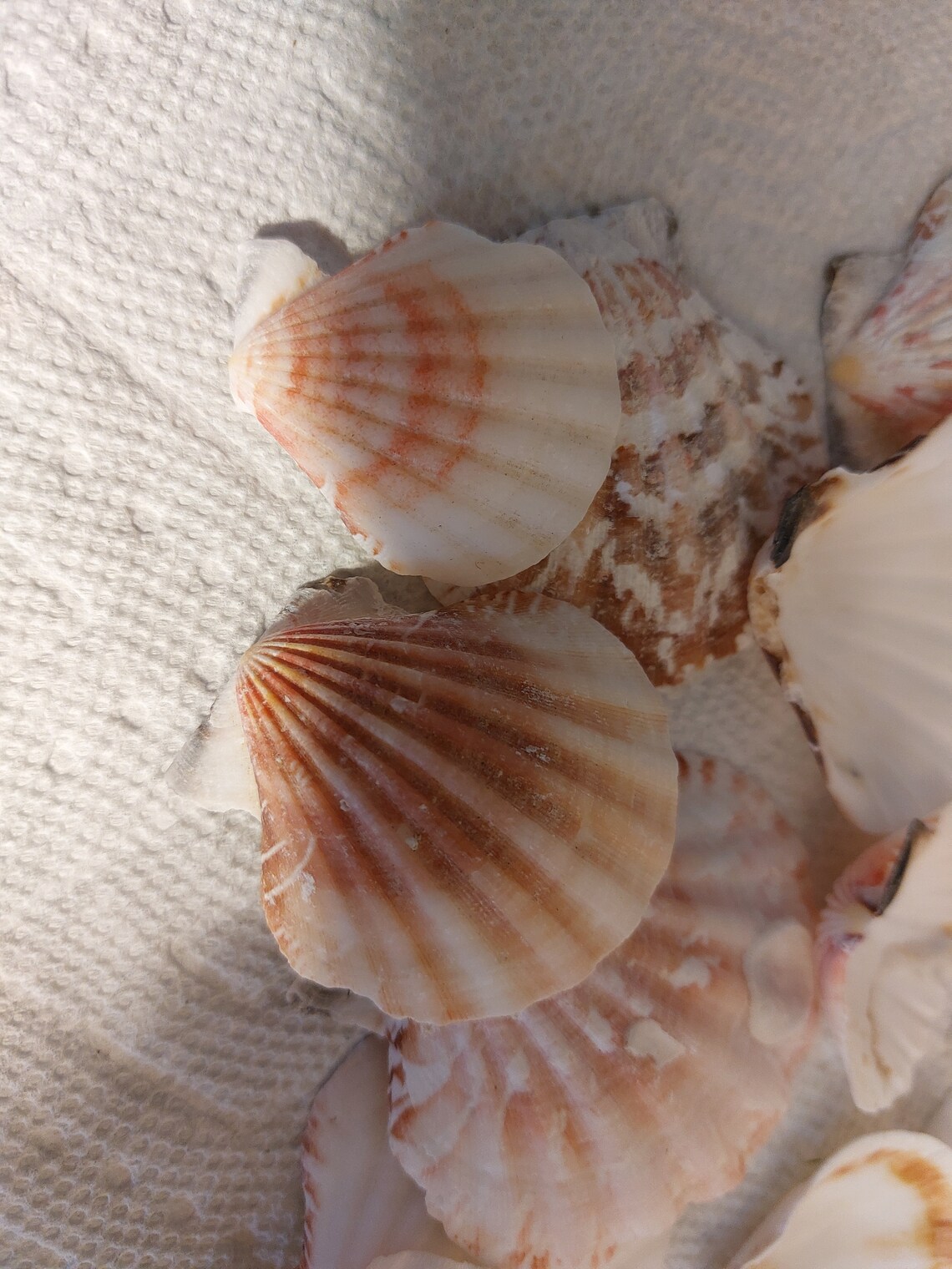 Pecten Pectin Vexillum Pastel Scallop Shell 2nd Quality 5-100 Pcs Sea ...
