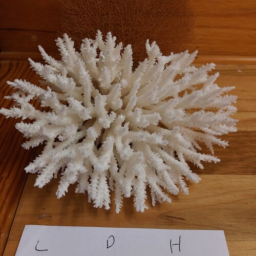 Real Finger Brush Table Style Coral Reef Natural 11to - Etsy
