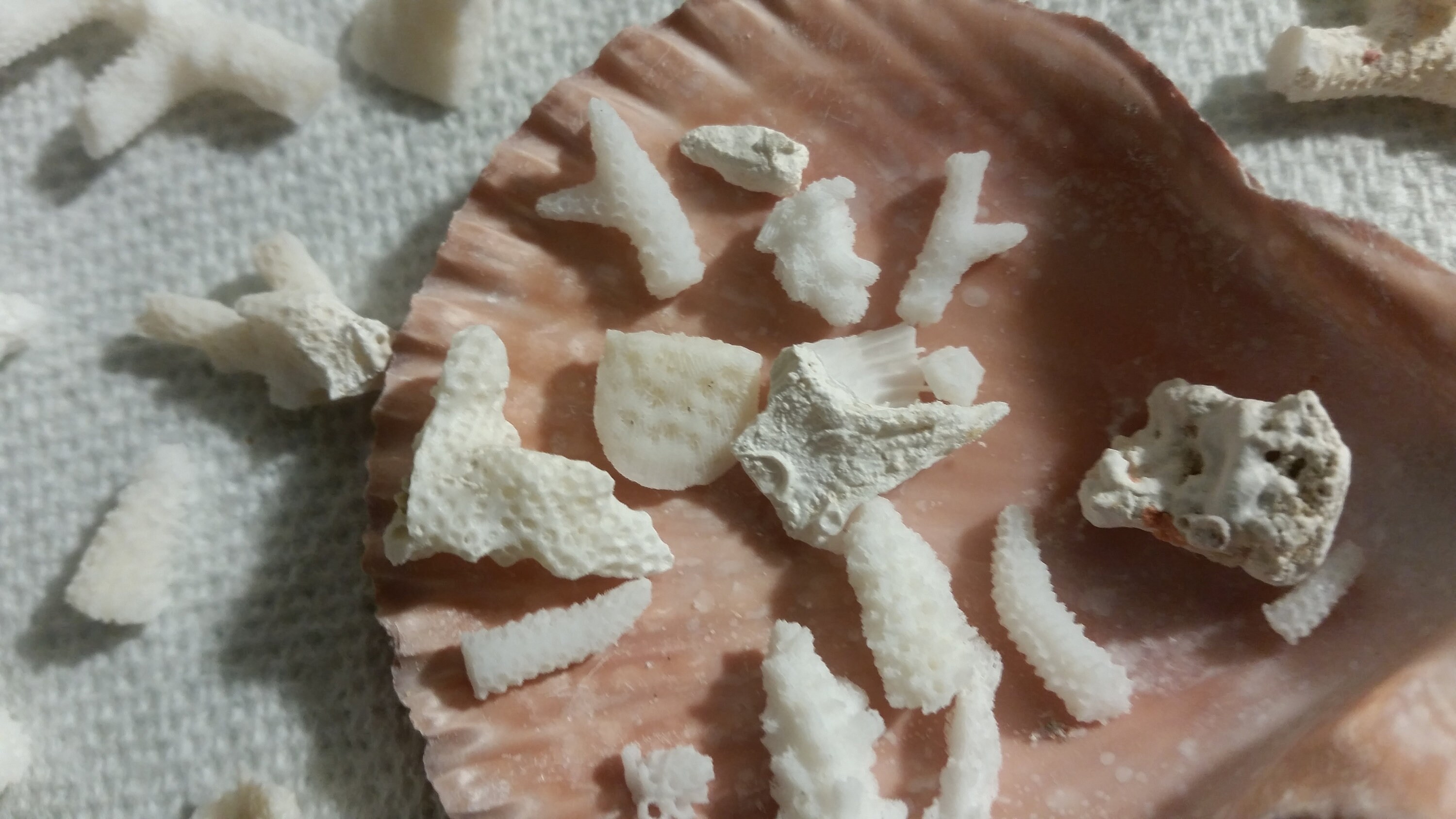 5 to 25 Broken Coral Pieces Real Coral Reef Assorted Lace Stem Coral ...