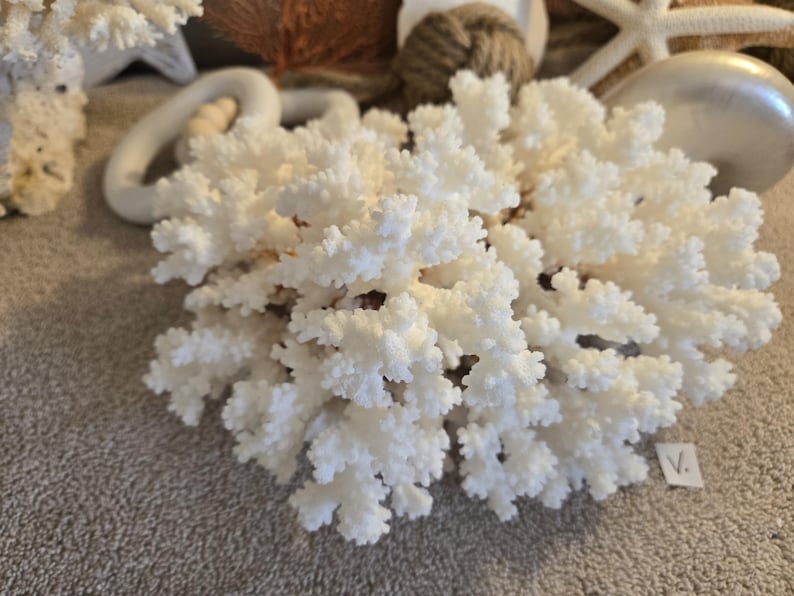Real Coral Reef Large Brown Stem Coral Natural 2 to 6" 6 1/2 to 9 ...