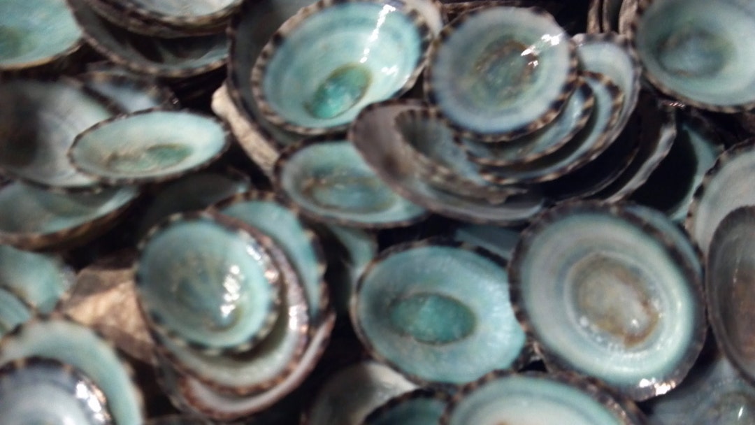5 to 1000 Limpet Shells Seashells Aqua Blue Teal Green Limpet Small 1/2 ...