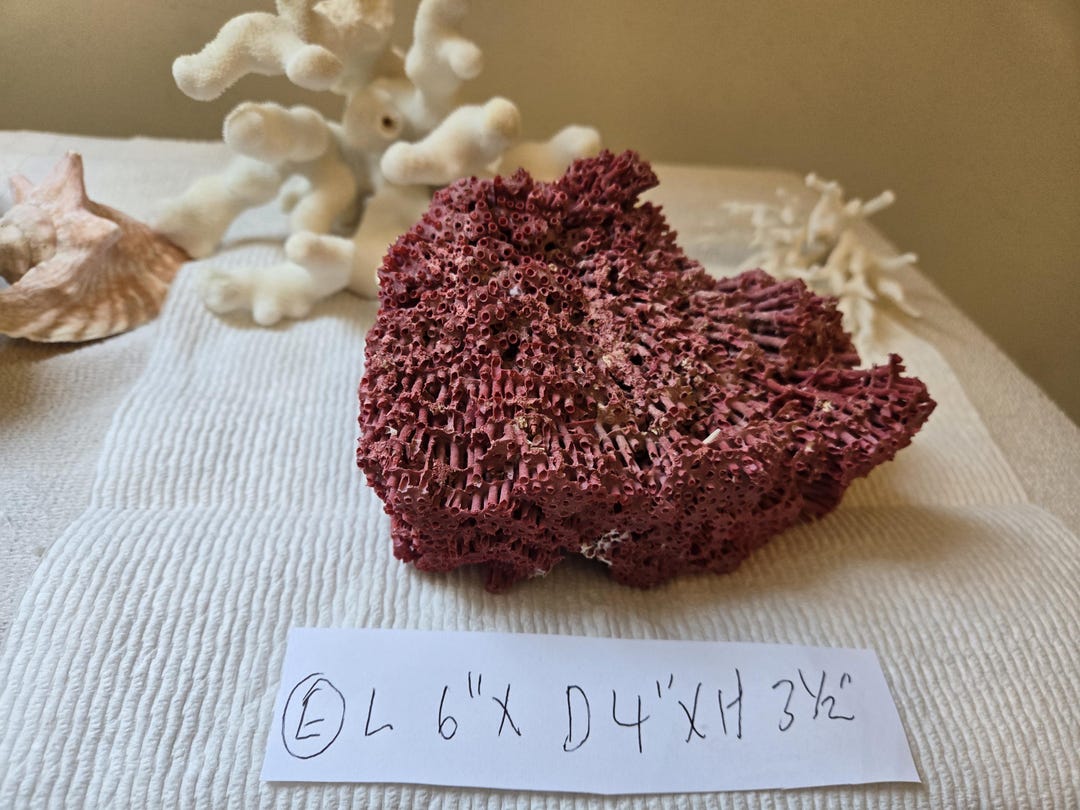 Real Coral Reef Red Pipe Organ Coral Natural 3 to 5 or 4 1/2 to 6 or 5 ...