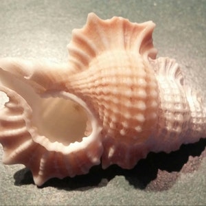 1 -100 Pcs Small Apolon Perca Maple Leaf Shells Bursa Seashell Beige ...