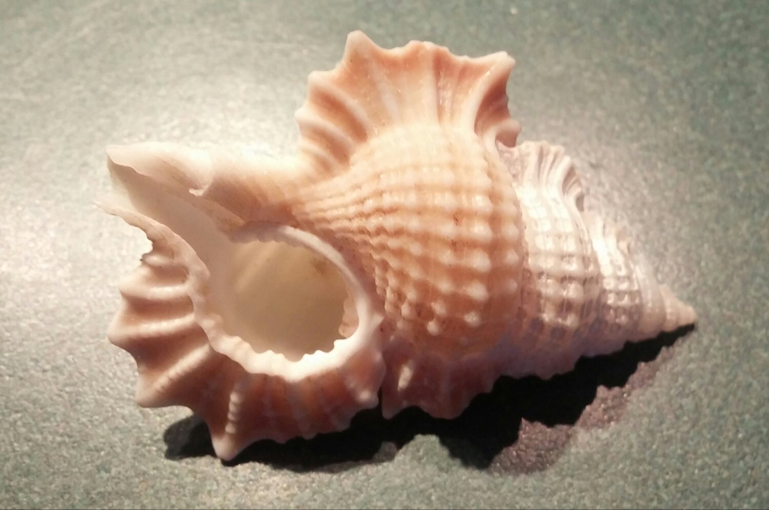 1-100 pcs Large Apolon Perca Bursa Murex shells maple leaf | Etsy