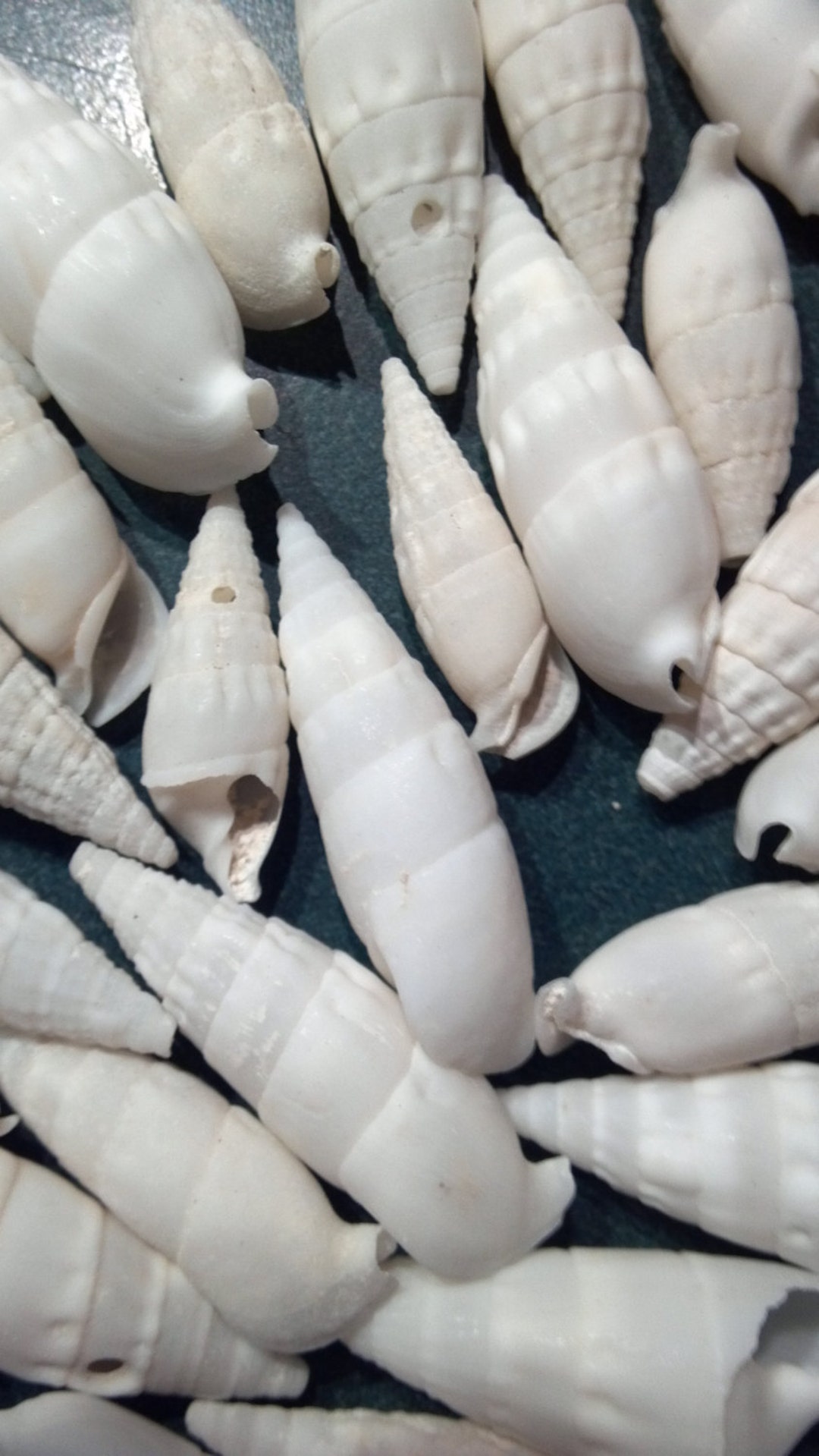 1 to 50 Shells Elegant Seashell 2nd Qualitydsnail White off White ...