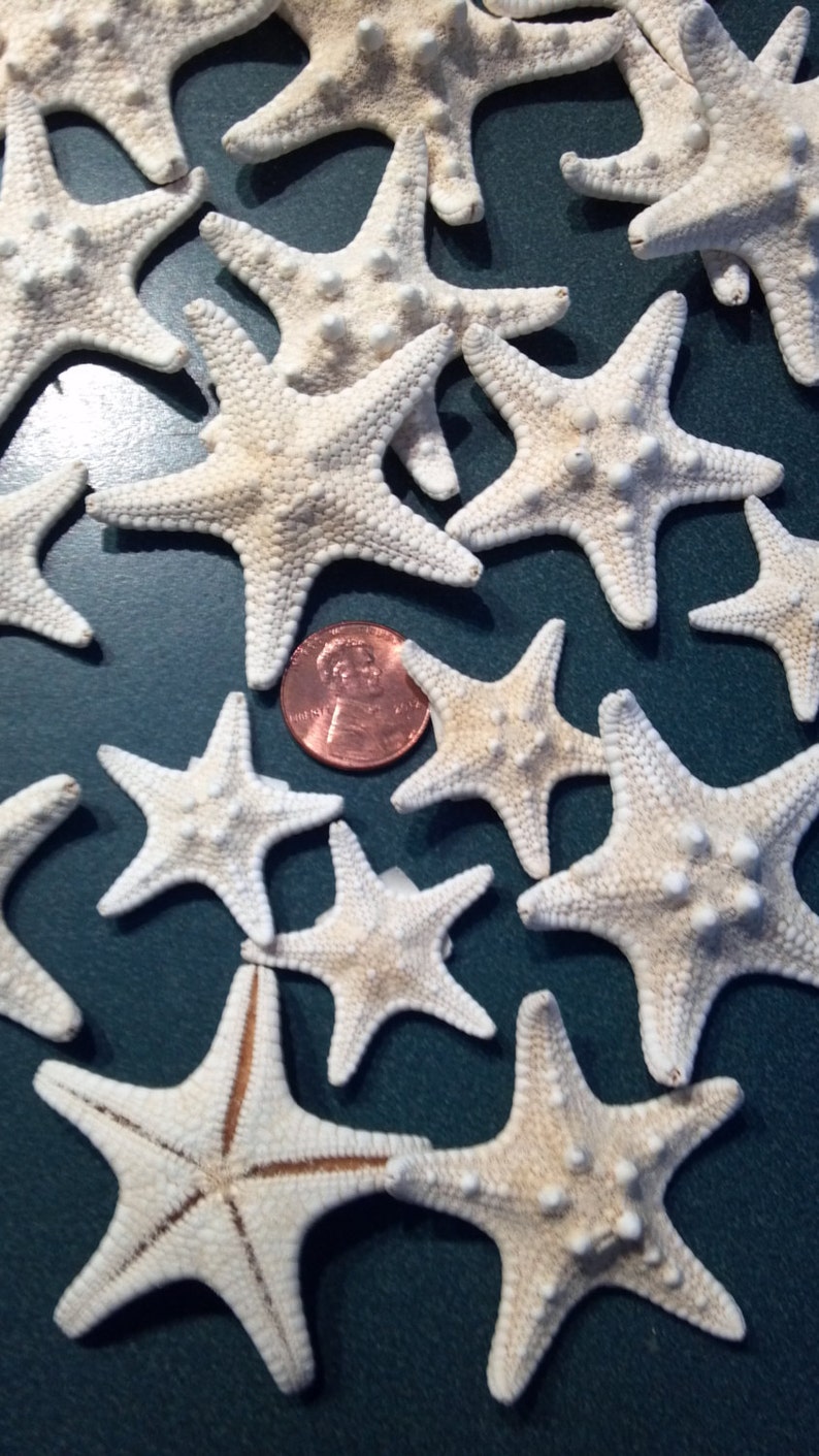 Mini Knobby Starfish 1-2.5" Tiny White 1 to 50 Pcs Starfish Sugar ...