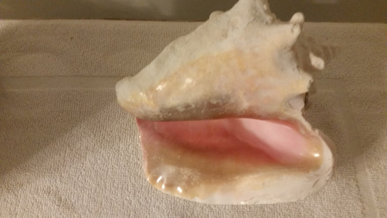 Large Conch Shell Sale 6 1/4 to 10 2nd Quality Pink | Etsy