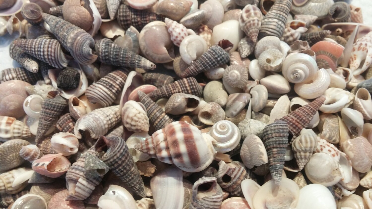 1 Oz to 12 Oz Tiny Indian Shells Mix Natural Earth Tones - Etsy