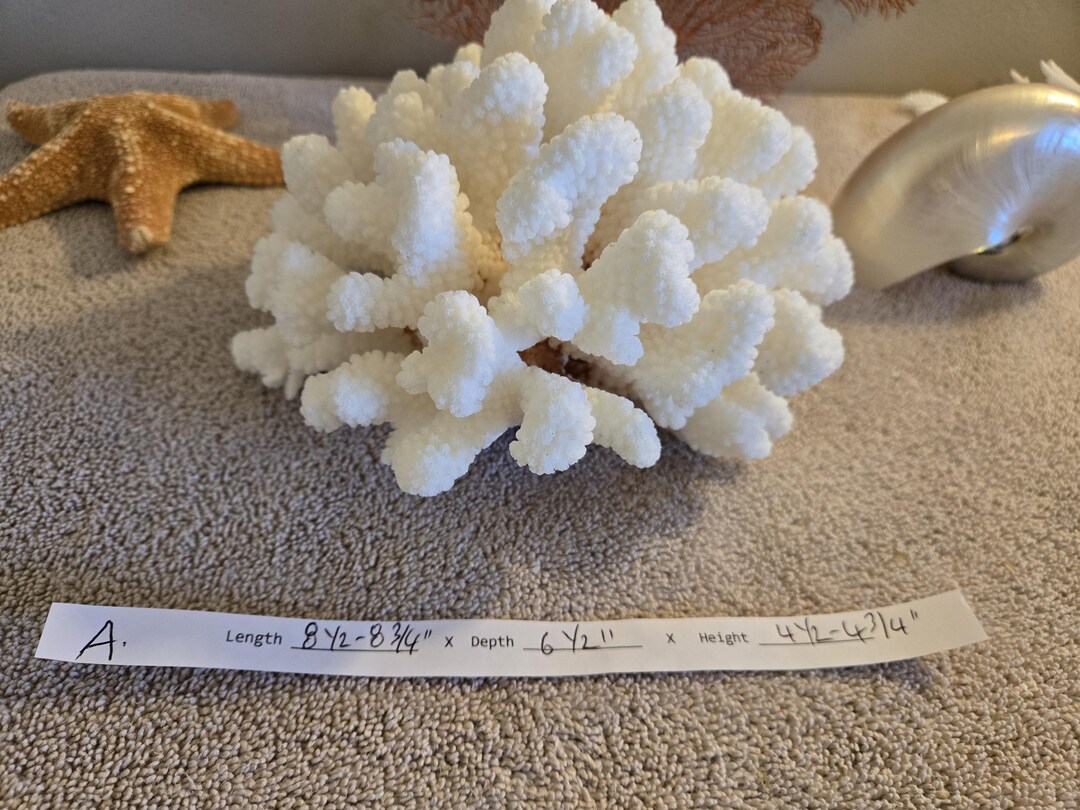 Real Coral Reef Large Cluster Genuine Stem Coral Natural 5 to 7 7 to 9 ...