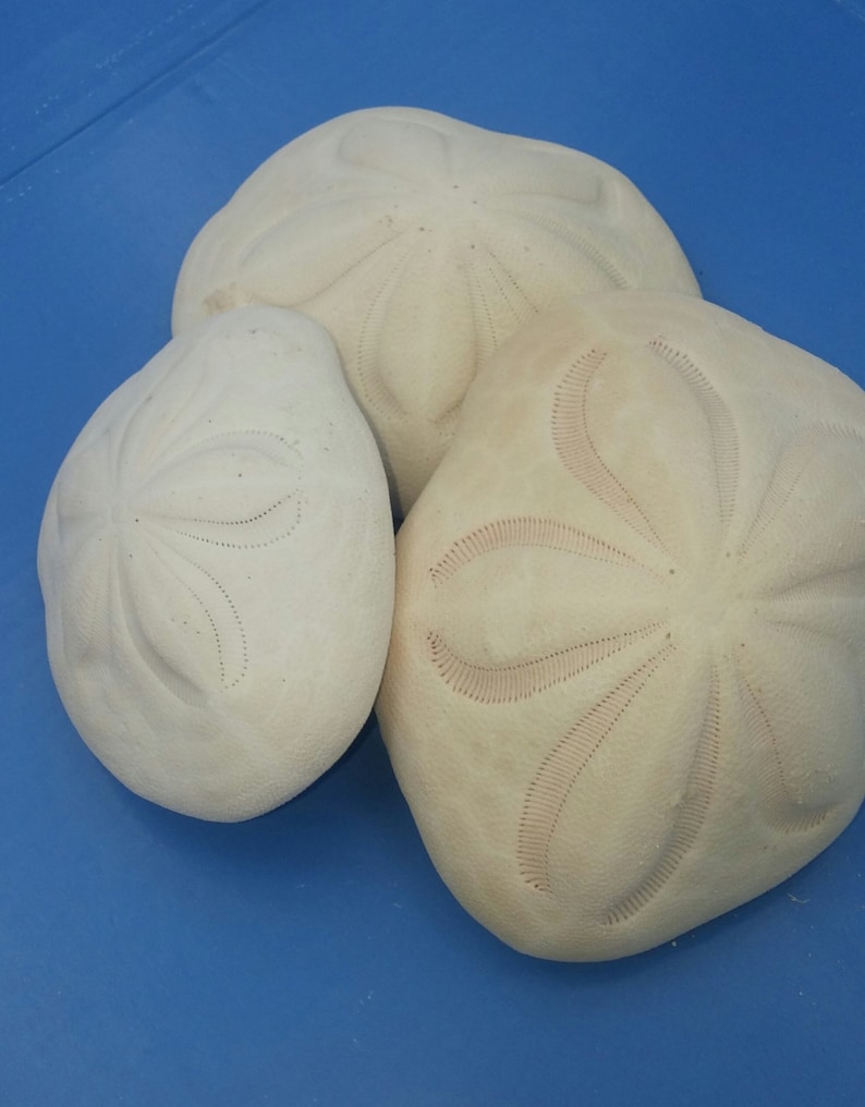 1 to 3 Pieces Sea Biscuit Sea Cookie Large 2 1/4-3" to 4" Sand Dollar ...