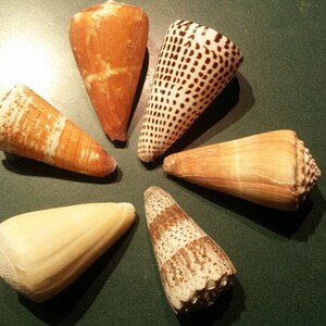 1 to 12 Small to Large Cone Shells Beige Earth Tones Seashell 1" to 3 1 ...