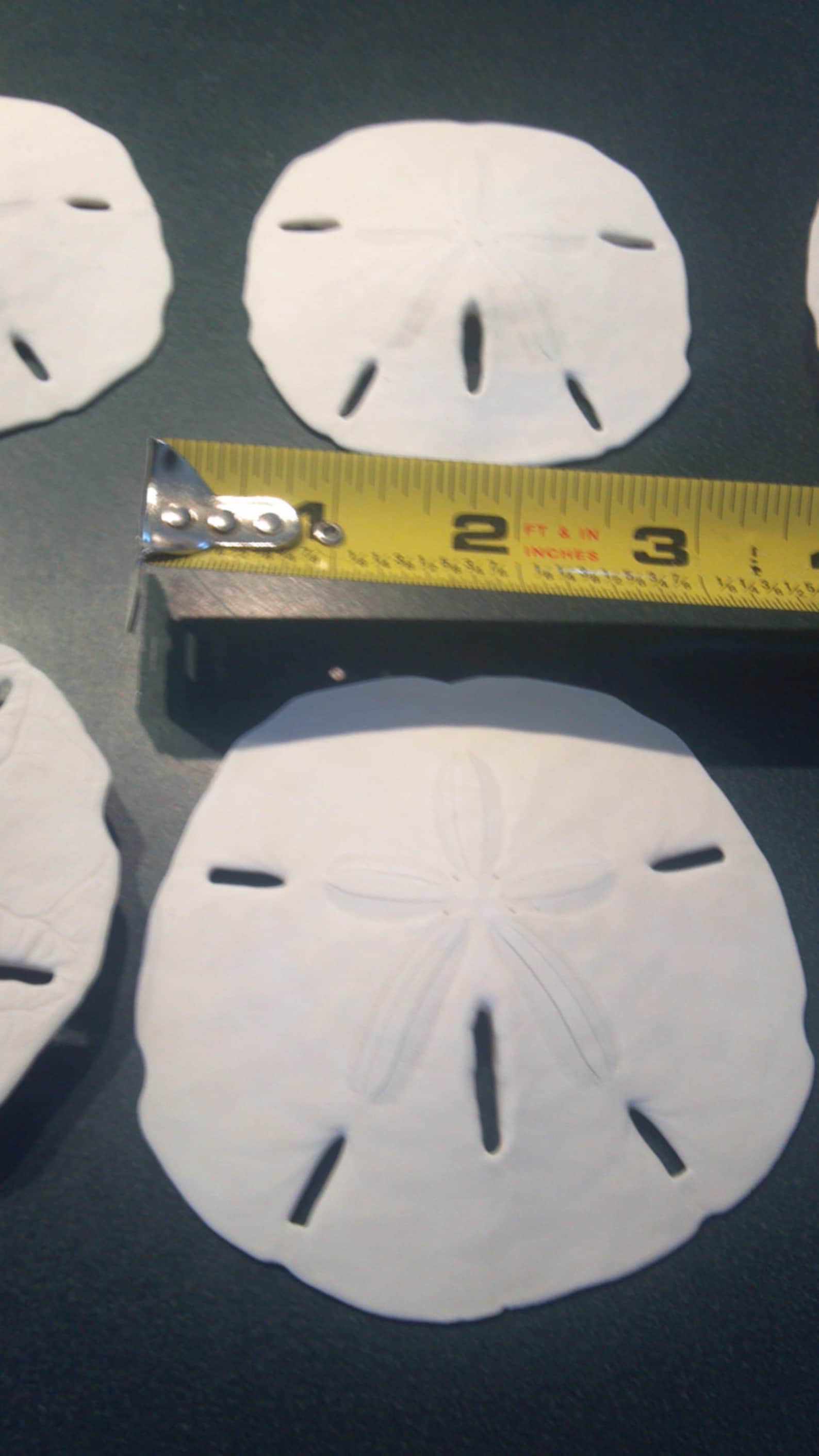 1 to 10 Pieces Real Sand Dollars Sanddolars 3 to 3 - Etsy