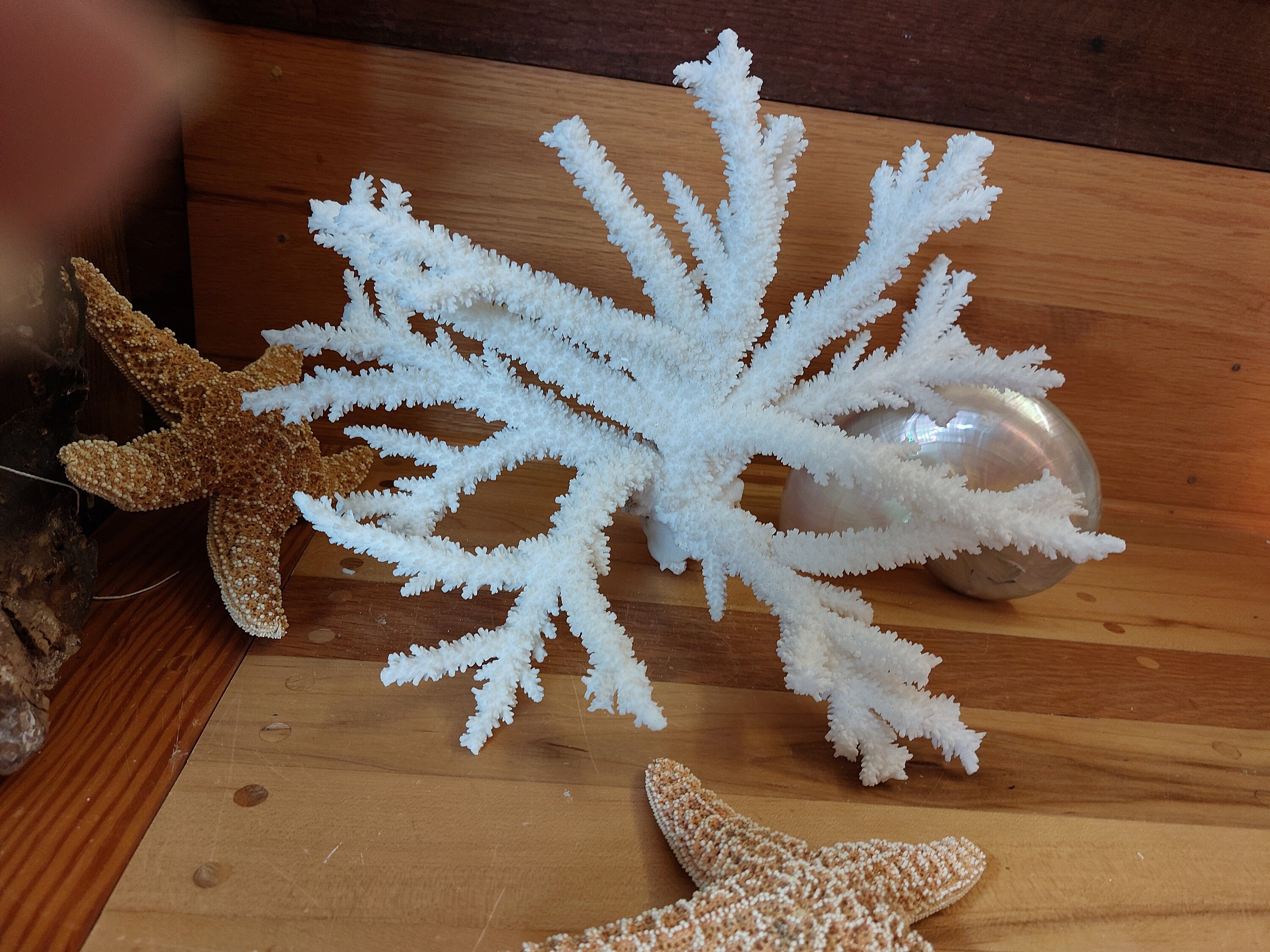 Real Coral White Finger Horn Coral Reef Natural 9 to 14 1/2 " Inch Sea ...