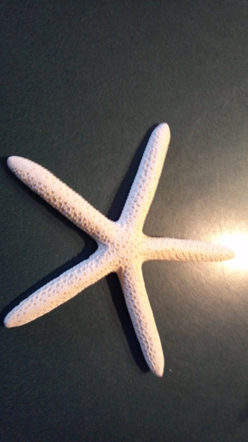 4 Inch Finger Starfish 1 to 20 Pieces Bulk Natural - Etsy