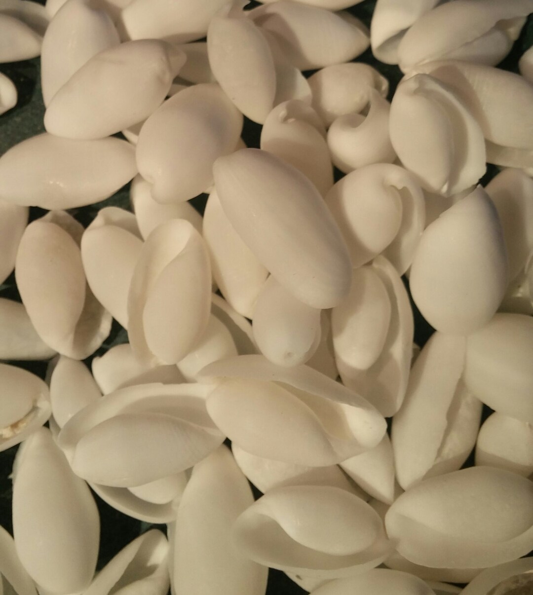 White Bubble Shells Seashells 1 up to 500 Pcs Tiny 1/4 to 1 1/4 Inch 1 ...