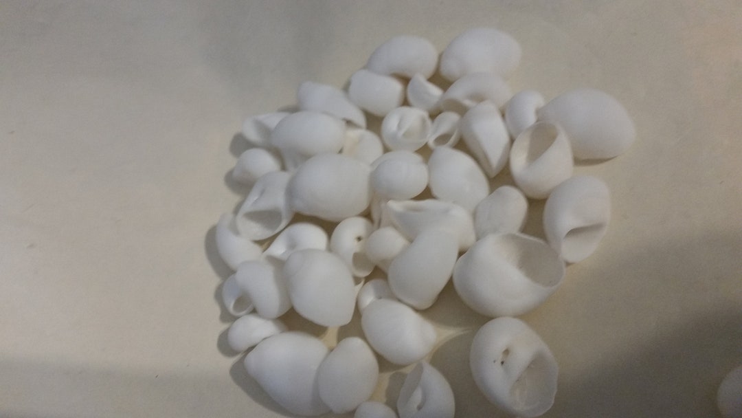 2 to 50 Small Natural White Turbo Shells Pearl Top Seashell Silver 1/2 ...