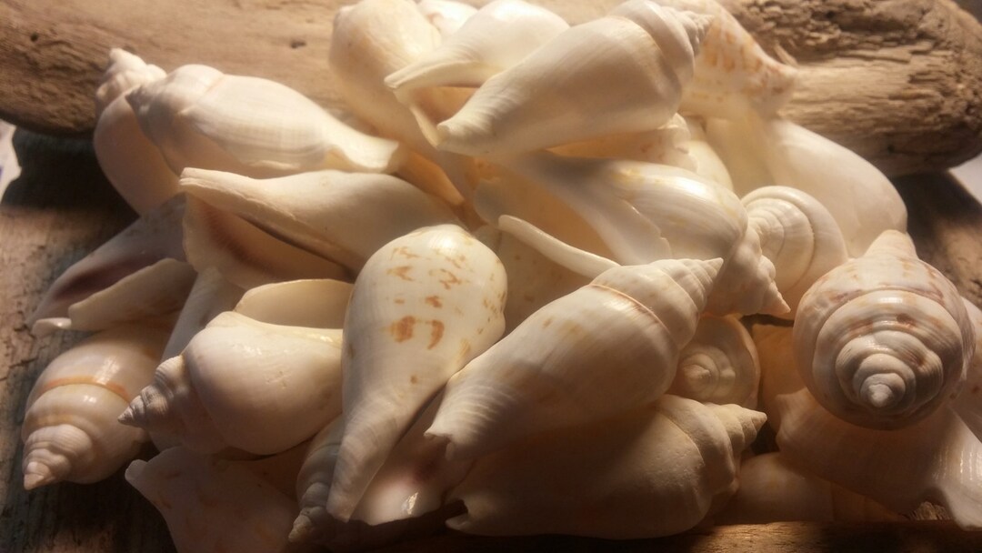 2 to 25 White Chulla Strombus Small Shells Wedding Vole SHELLS Wedding ...