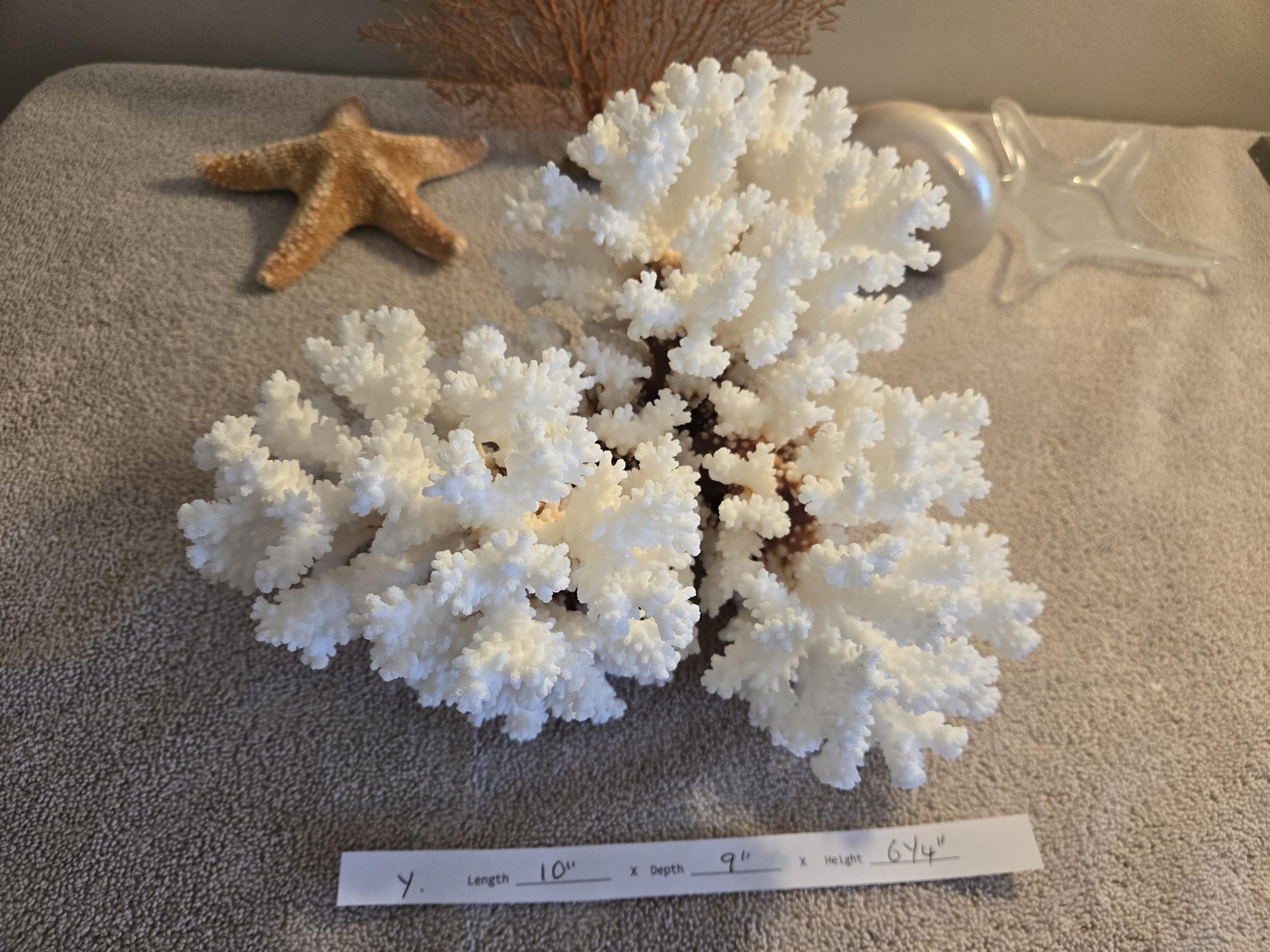 Real Coral Reef Large Brown Stem Coral Natural 3 to 5" up to 7 to 9" or ...