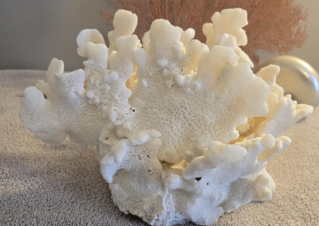 Real Genuine Sea White CACTUS 100% Natural Coral Reef Aquarium Approx ...