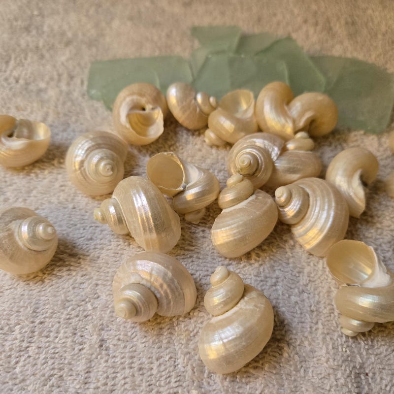 Snail Shells - Etsy