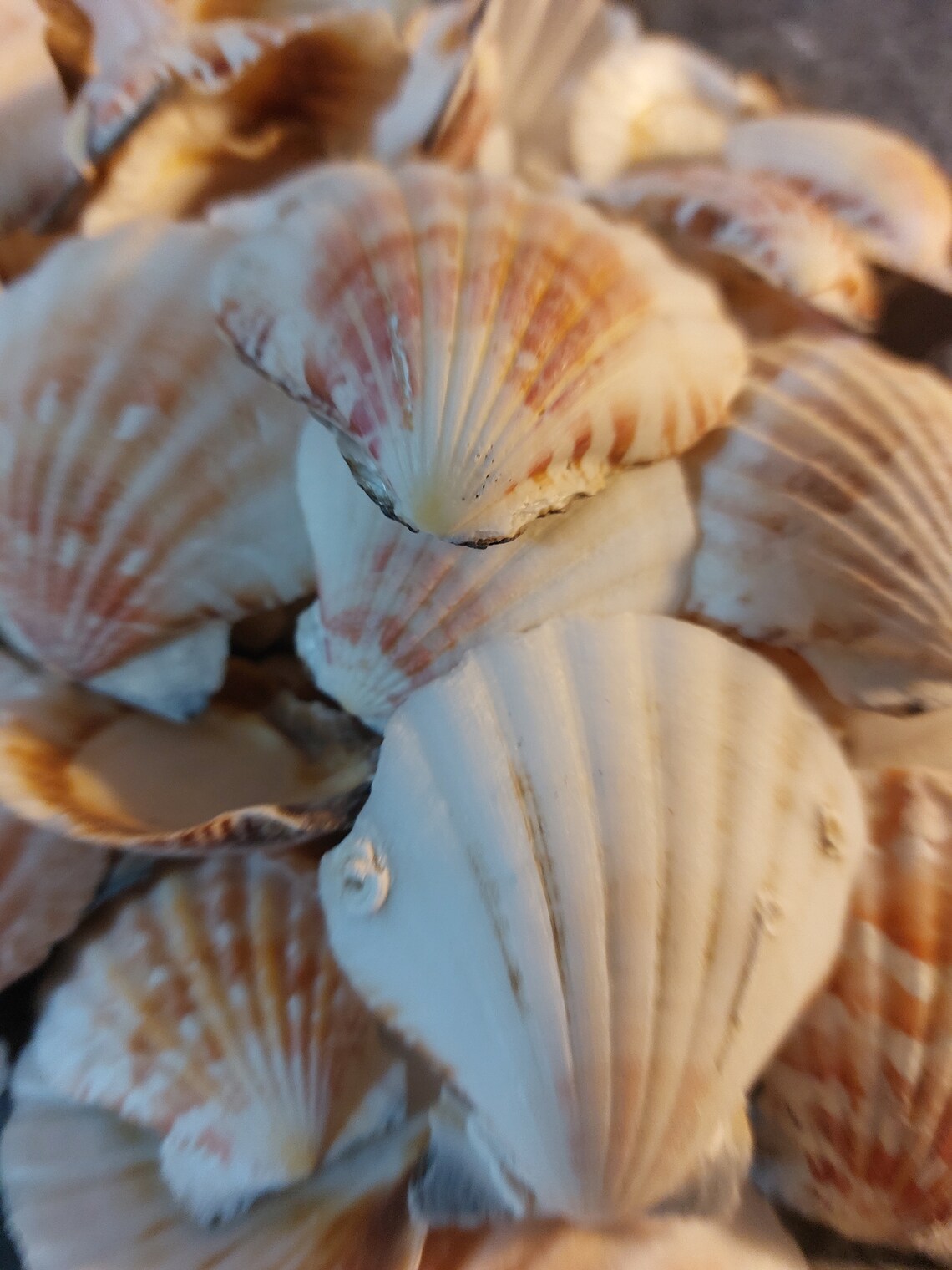 Pecten Pectin Vexillum Pastel Scallop Shell 2nd Quality 5-100 Pcs Sea ...