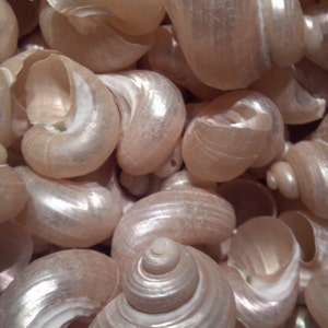 1 to 200 Pearl Gold Turbo Shells snail Iridescent Pearl Turbo | Etsy