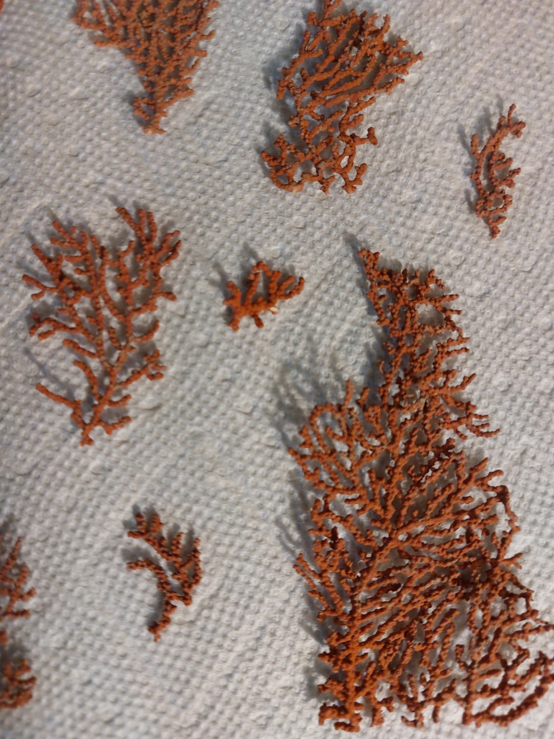 Sea Fan Sea Plant Air Plant 1/4 to 1" Upto 2" Like Natural Burnt Orange ...