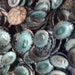 25 to 500 Limpet Shells Seashells Aqua Blue Teal Green Limpet Small ...