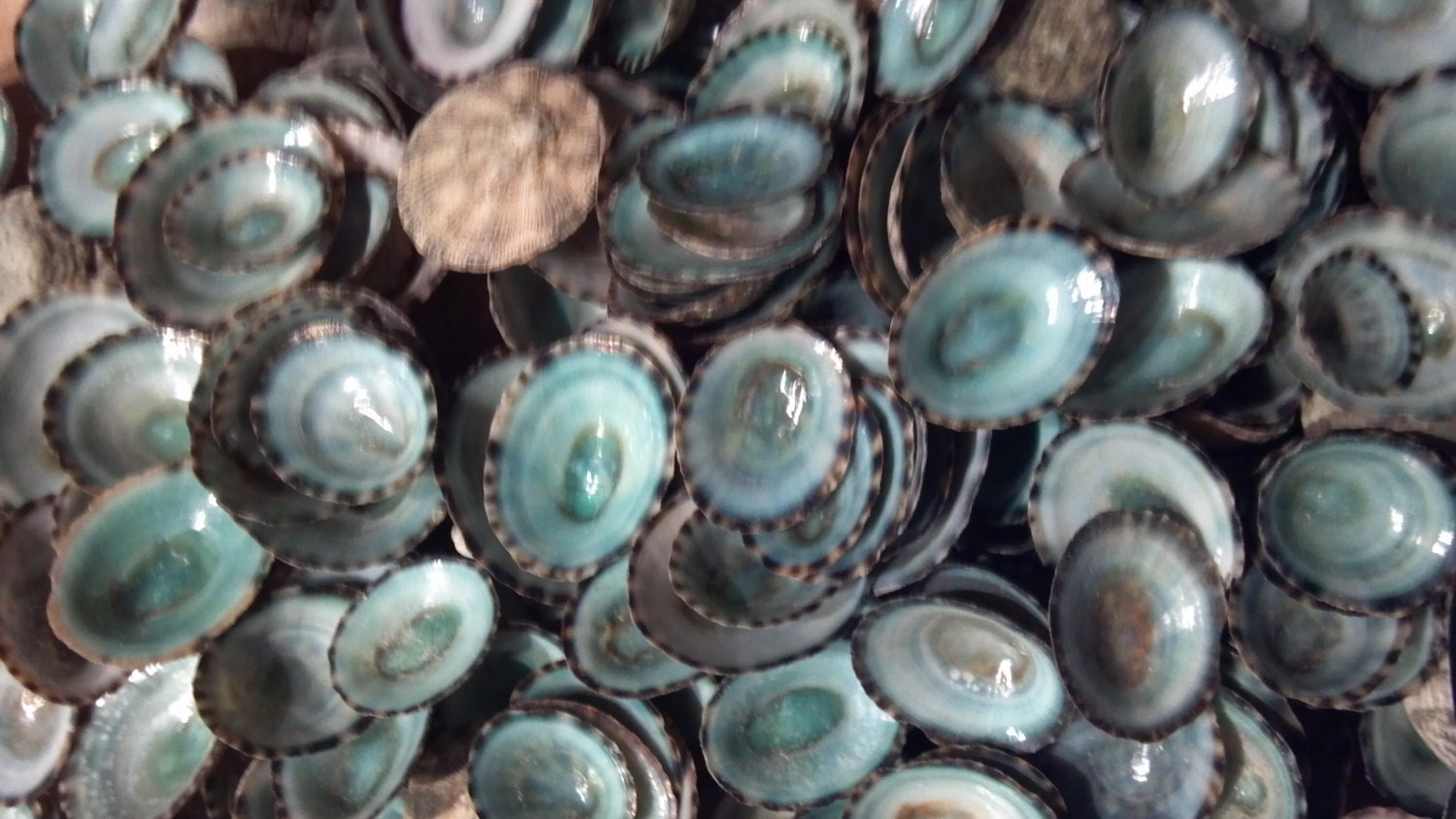 25 Green Limpet Shells Small Medium Large Aqua Blue Teal Green Limpet ...