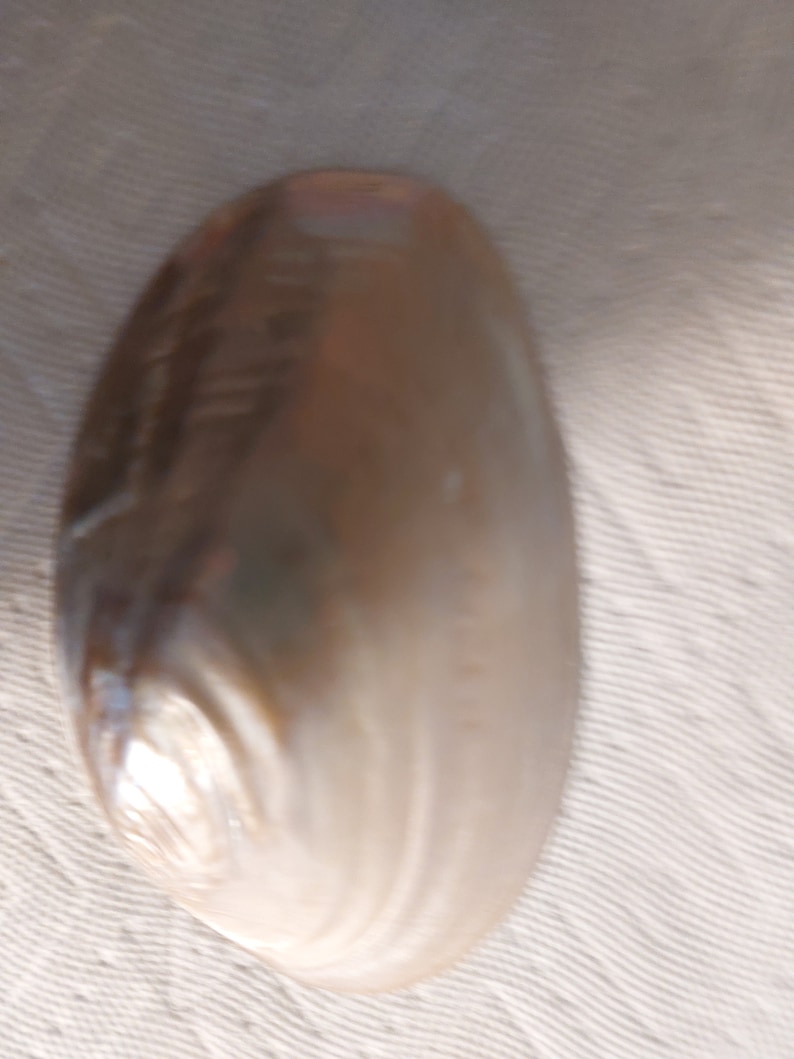 XL Mother of Pearl Mop Half Shell Clam Iridescent Extra Large Mother-of ...