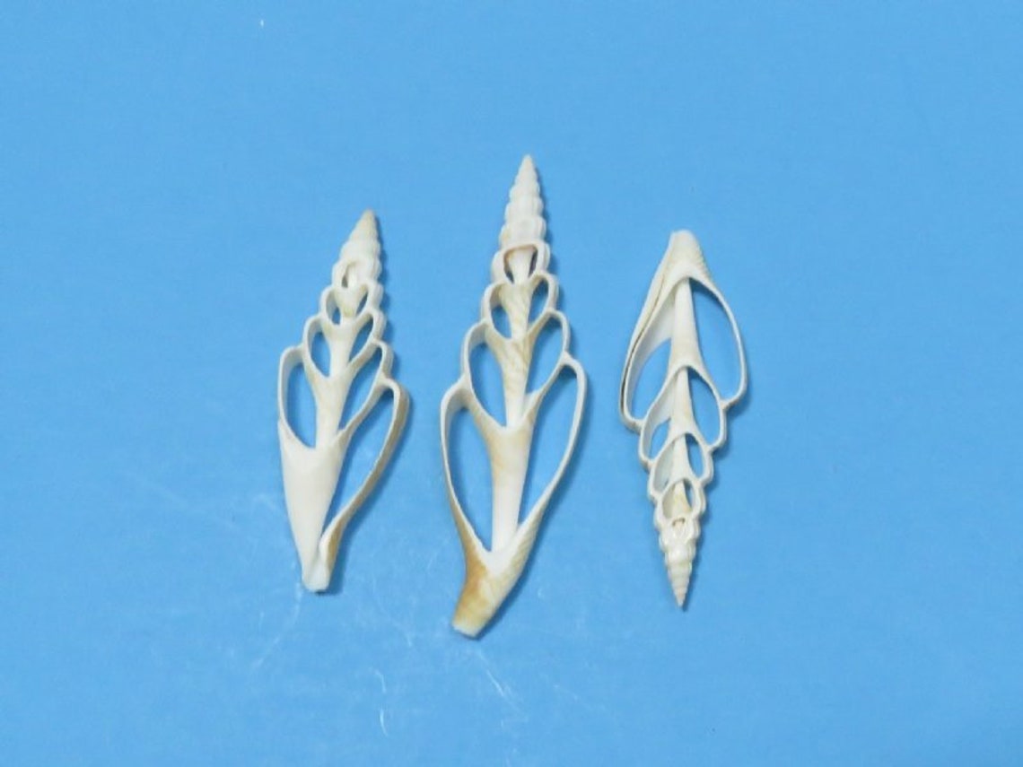 1 to 500 Center Cut Strombus Vittatus Cut Shells Sliced Shells - Etsy