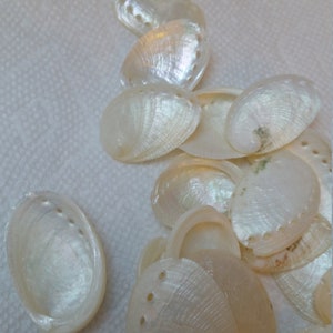 1 to 100 Donkey Ear Second Quality Abalone Shells Iridescent Pearl ...