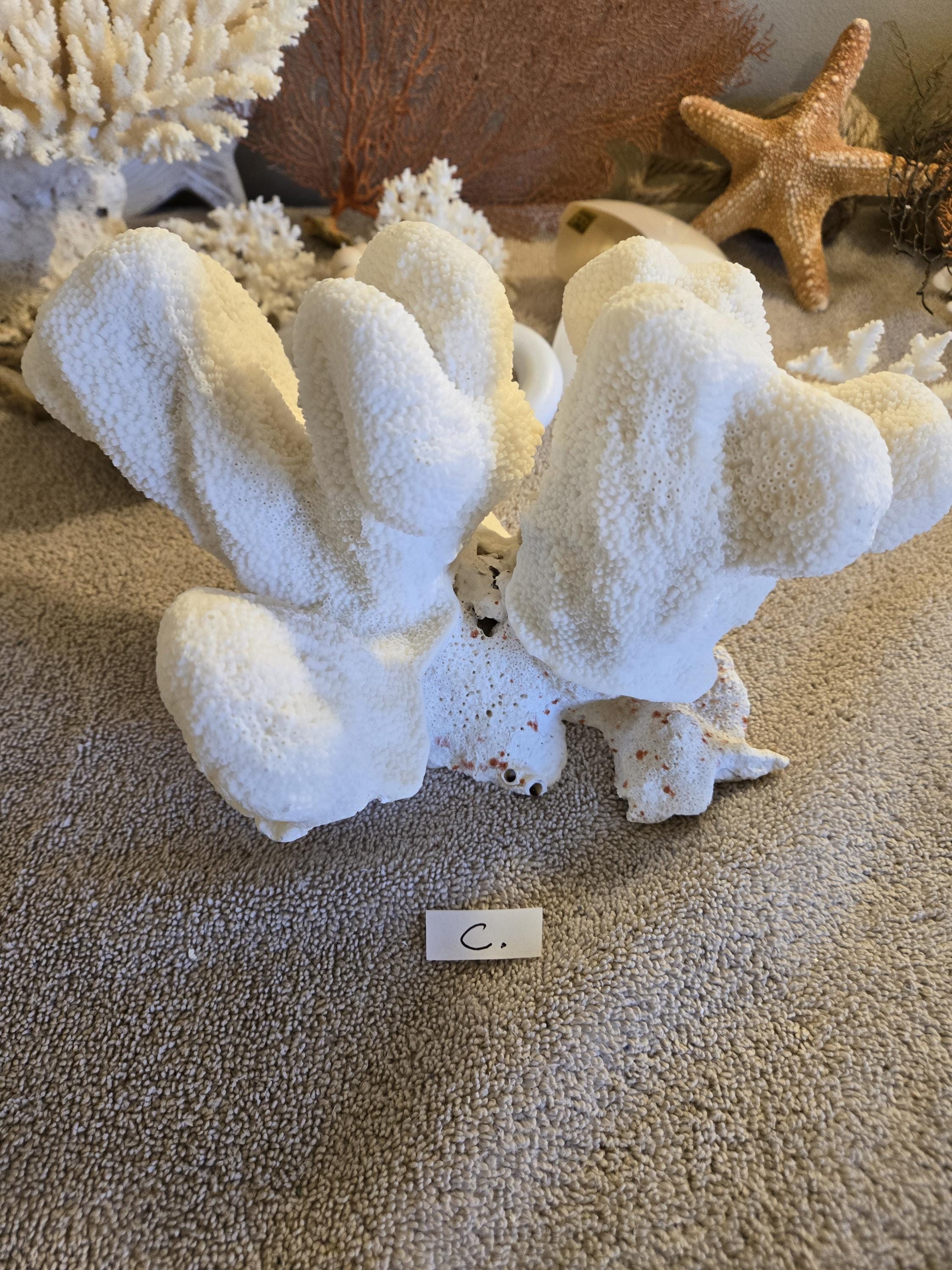 Real Coral Cat Paw Coral Genuine Coral, Natural White Sea,large White ...