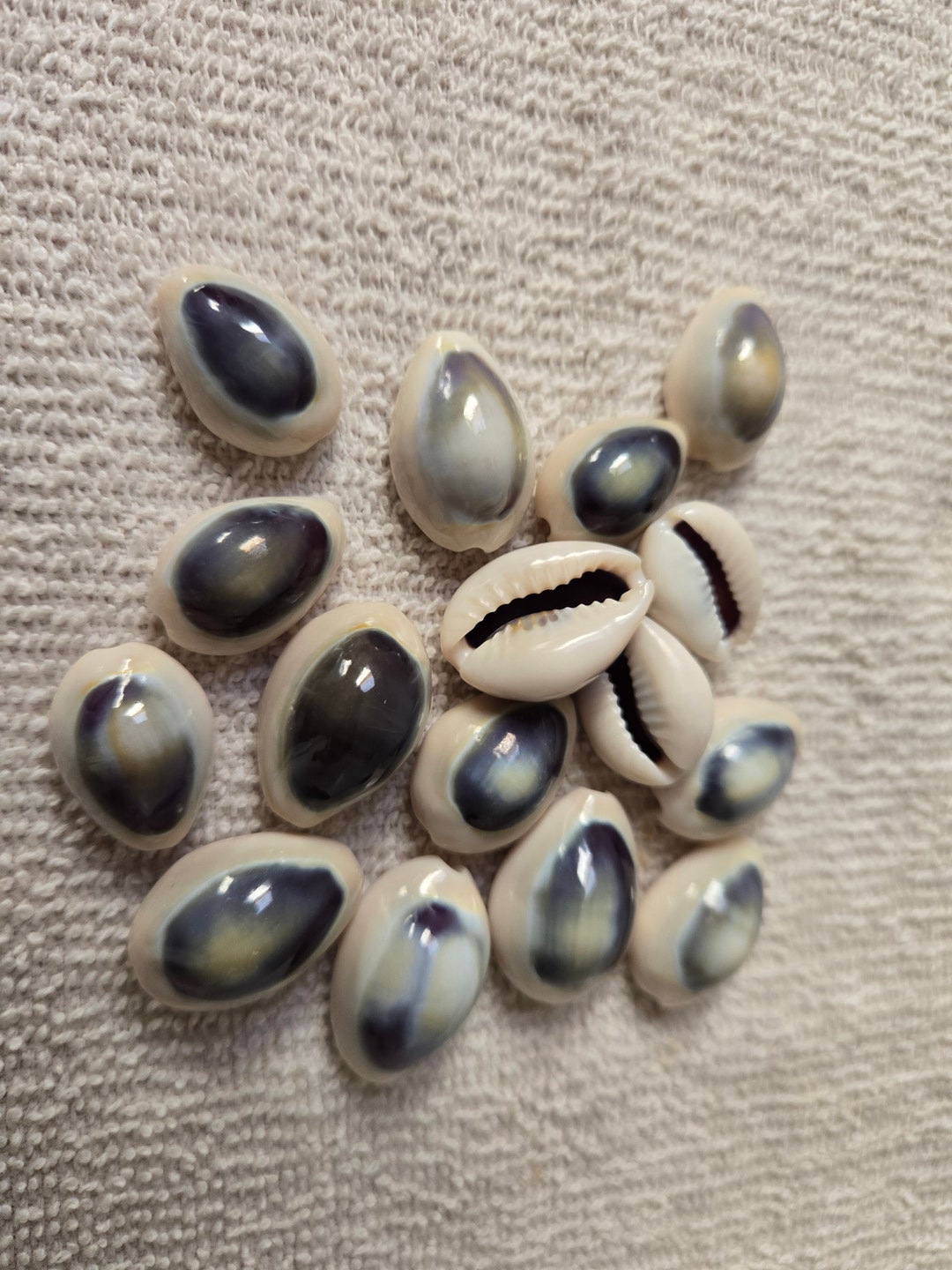 1 to 100 Purple Cowrie Shells Cowry Cowries Seashells 1/2 to 1