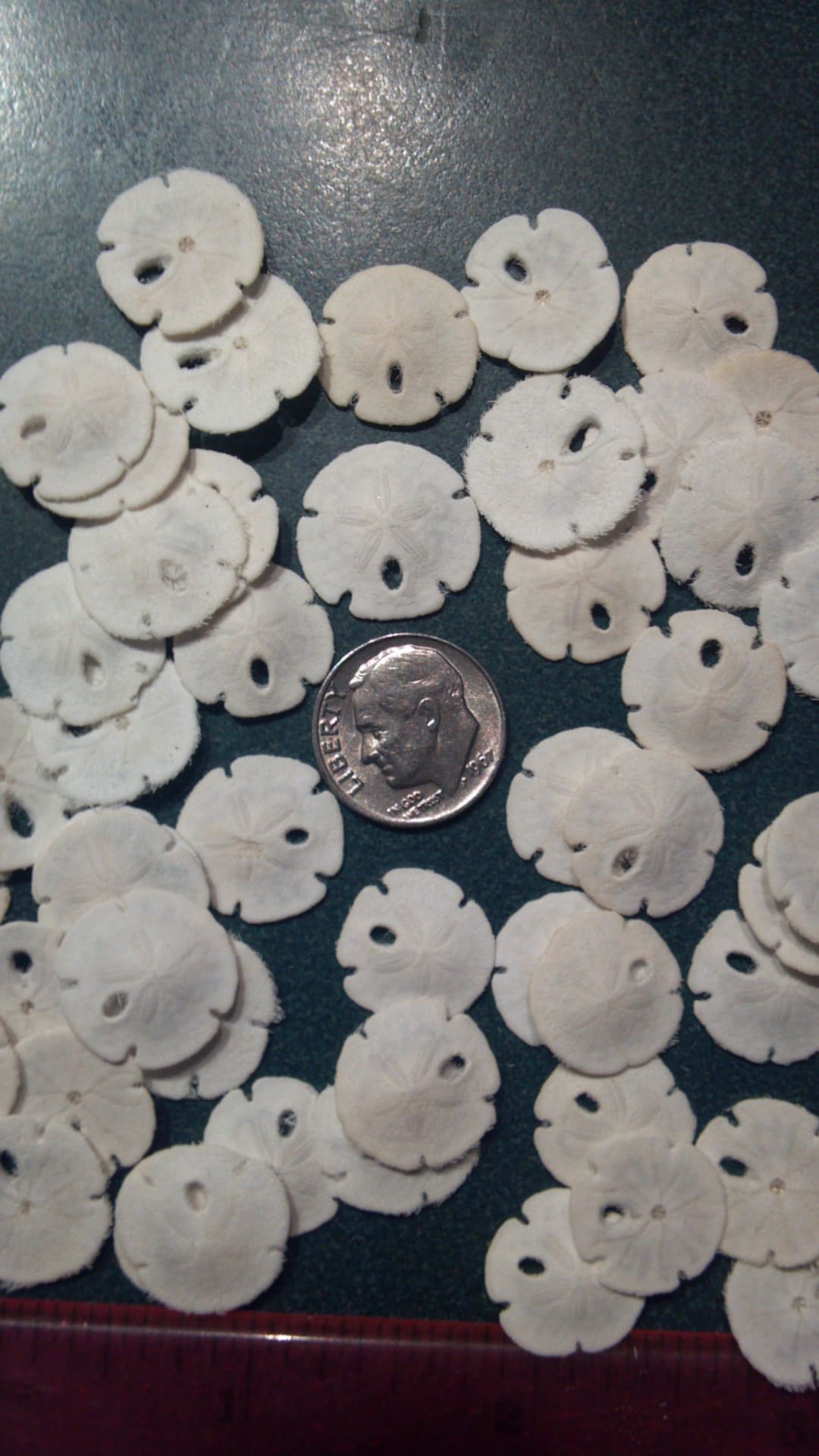1 to 200 Pieces Tiny Mini Real Sand Dollars White 1/2 to 1 5/8" Inch ...